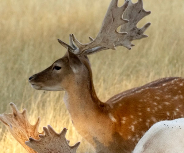 The Best Driven Hunts Monteria in Spain 2020/21Top Quality. Best Price