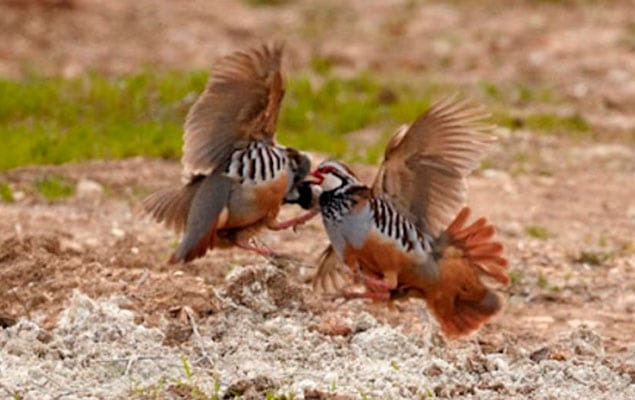 Walk-Up Spanish Partridge Shooting. Looking for Wild Bird?