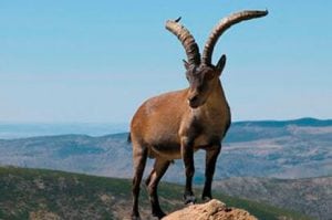 Looking for the best and affordable Spanish Hunting Trip?