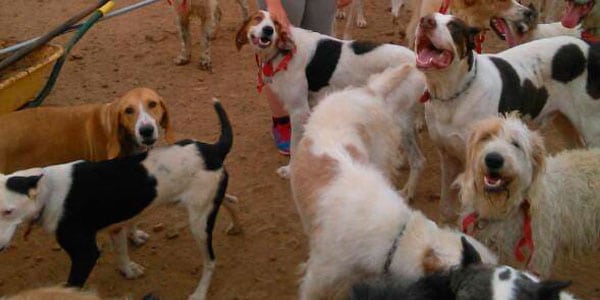 Spanish Hunting Dogs. An Indispensable support for Hunting