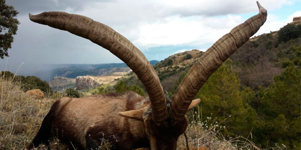 All you have to know before hunting the Spanish Ibex. Tips.