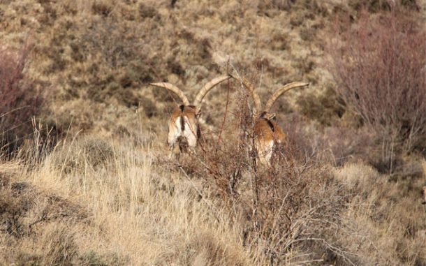 BECEITE IBEX Hunting in Spain - GOOD PRICE & QUALITY SERVICES