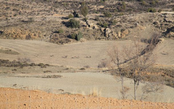 BECEITE IBEX Hunting in Spain - GOOD PRICE & QUALITY SERVICES